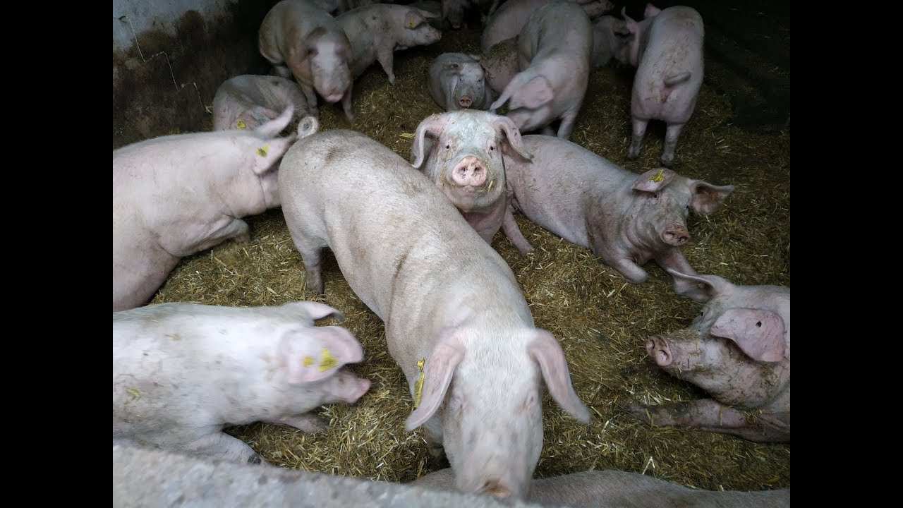 Inseminacja lochy! Krycie knurem....? VLOG 116 Rolnik NIEprofesjonalny ...