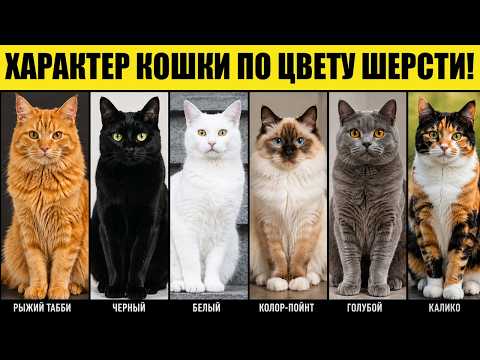 Что Окрас Шерсти ТВОЕЙ Кошки Говорит про Характер