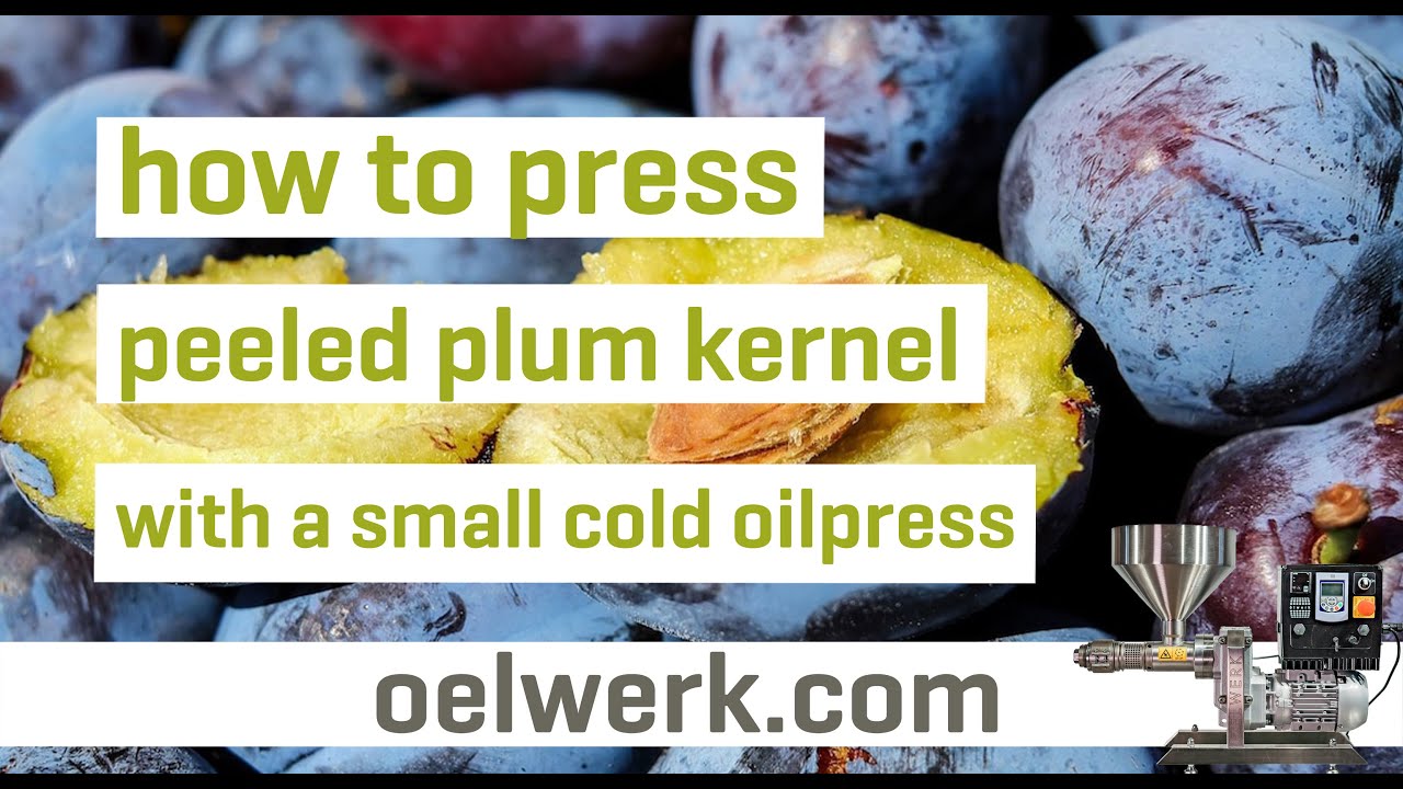 peeled plum kernel pressing with small cold oilpress - made in germany ...