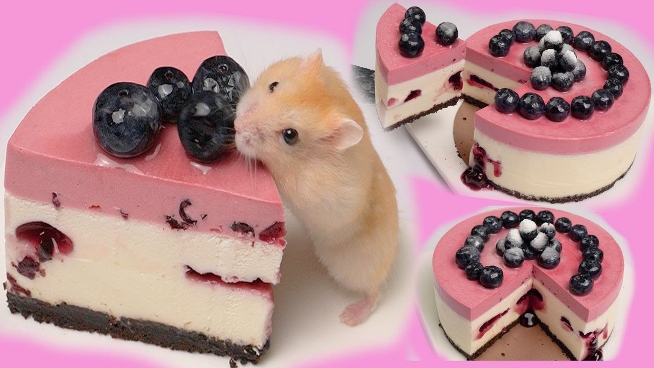 Blueberry Cheesecake | Hamster Cooking | How To Make DIY Dessert Easy ...