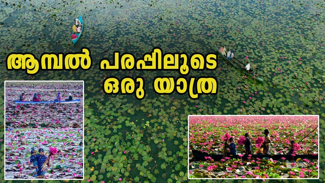cherumukku ambal padam visit | kundoor malappuram | water lilly kerala ...