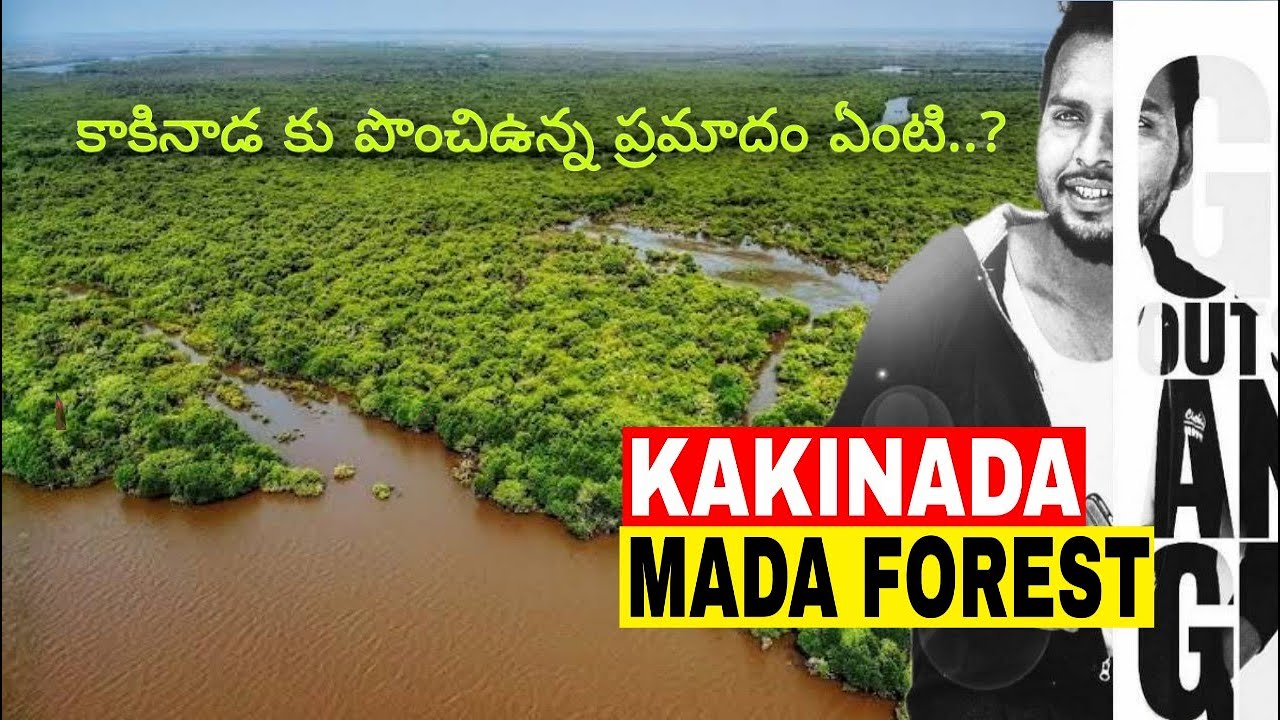 KAKINADA MADA FOREST# మడ అడవులకు పొంచి ఉన్న ప్రమాదం ఎంటి# అక్కడి ప్రజలు ...