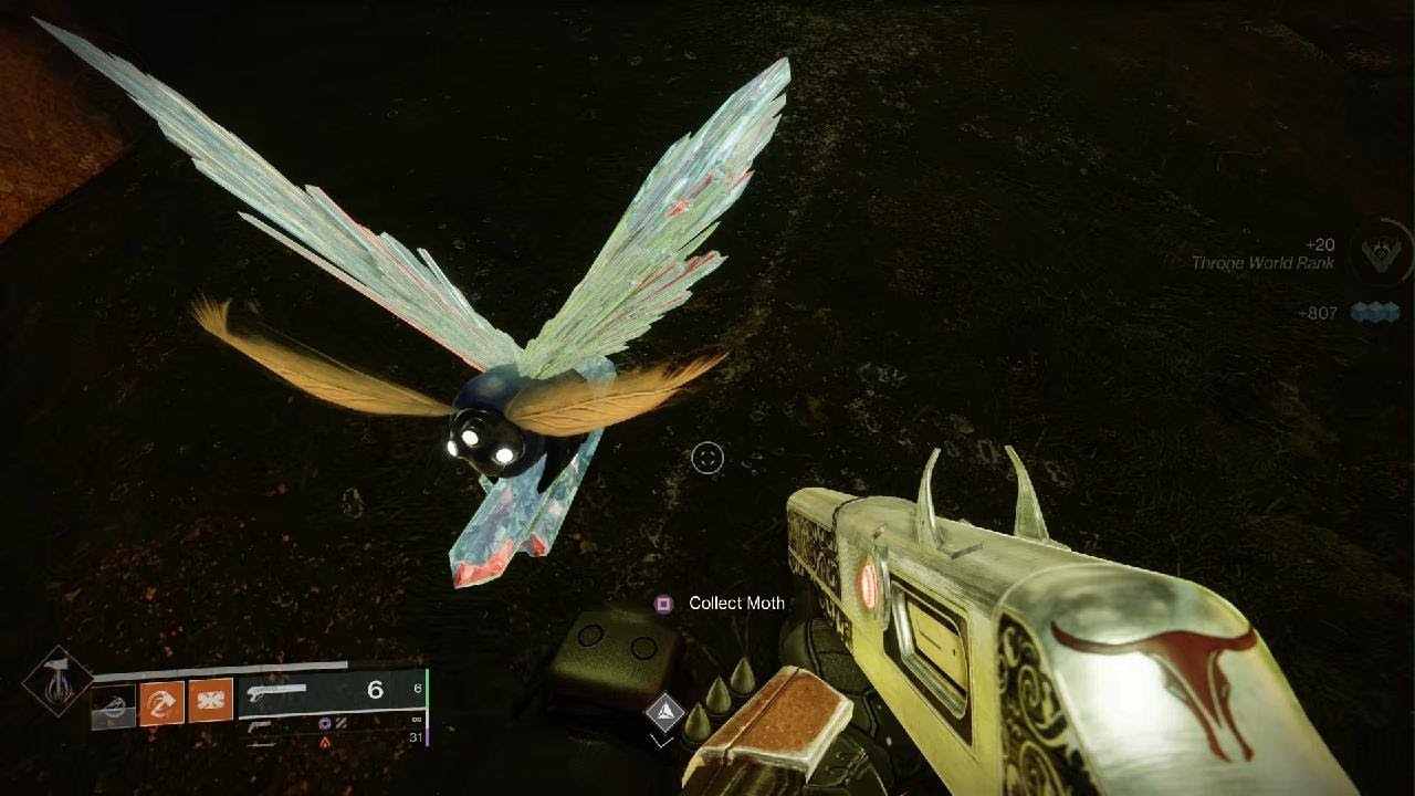 Destiny 2 Cute Moth - YouTube