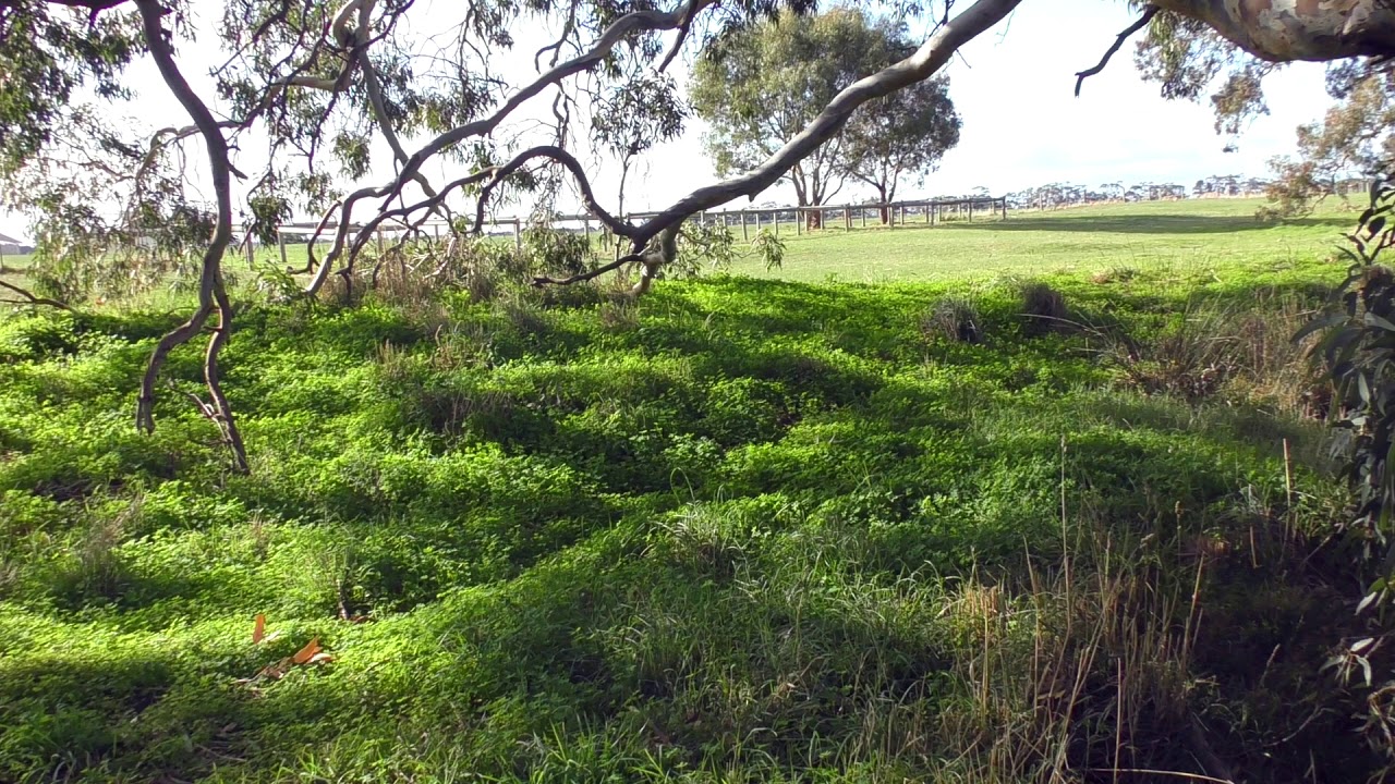 Farm Green Grass 4K HD FREE STOCK FOOTAGE - YouTube