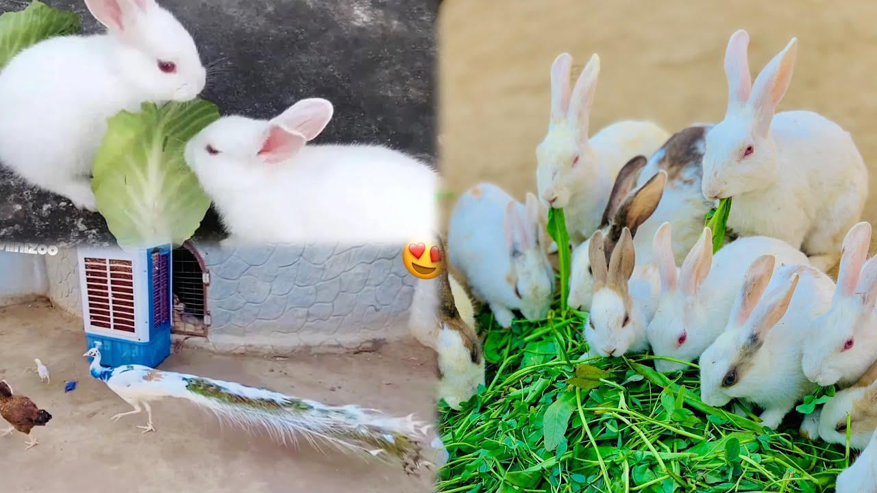 Rabbits Beautiful blessing Of Allah😍 - YouTube
