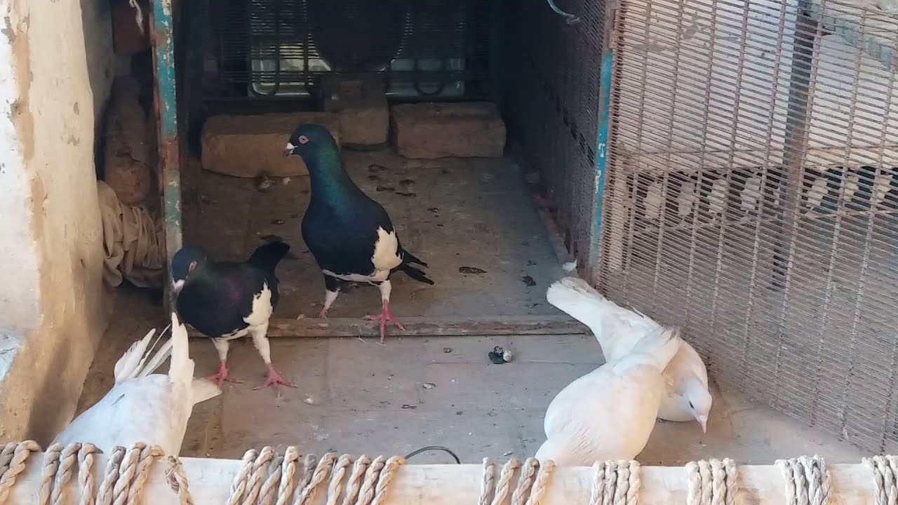 kabootar bazi | kabootar video | Beautiful pigeon | high flight ...