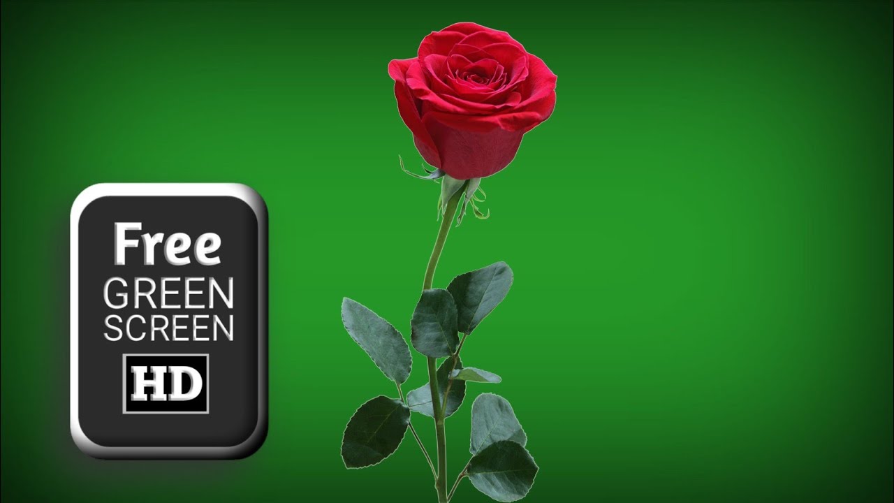 rose green screen effects | green screen flower | green screen rose ...