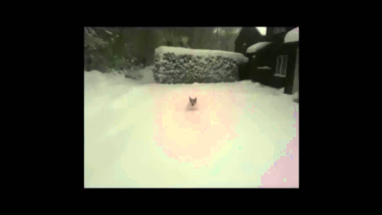 Dog has an epic fall in the snow - YouTube