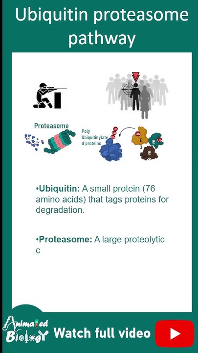 Ubiquitin Proteasome pathway explained in 1 minute - YouTube