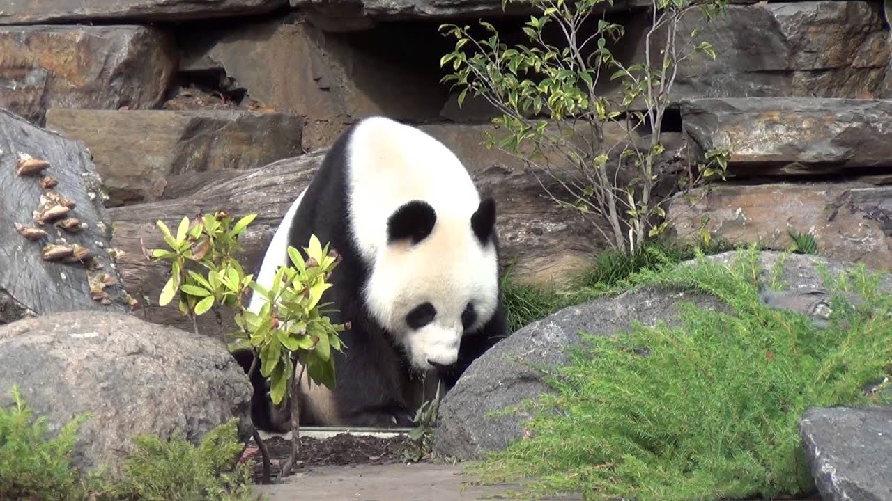 Adelaide Zoo - Pandas 1/2 - 250413 - YouTube