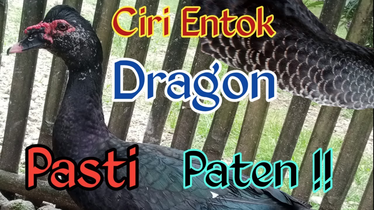 CIRI CIRI ENTOK DRAGON YANG WAJIB DI KETAHUI - YouTube