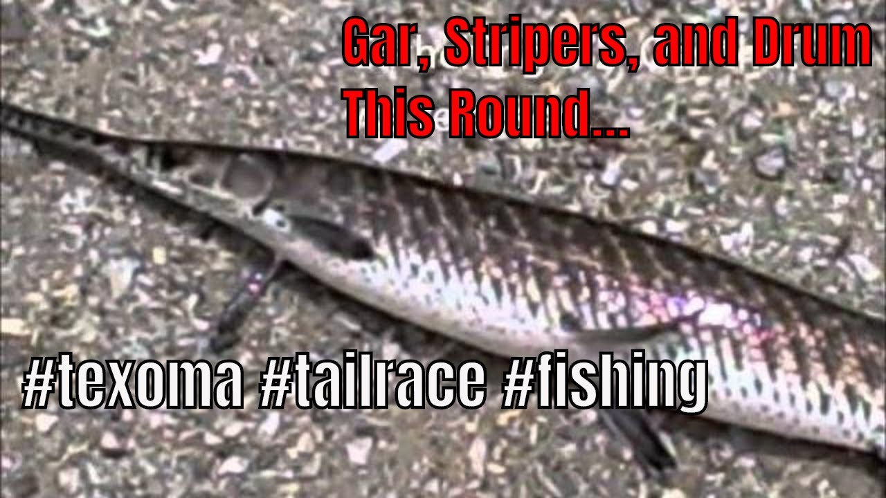 Denison Dam Fishing - Steady Action at the Tailrace to Texoma! - YouTube