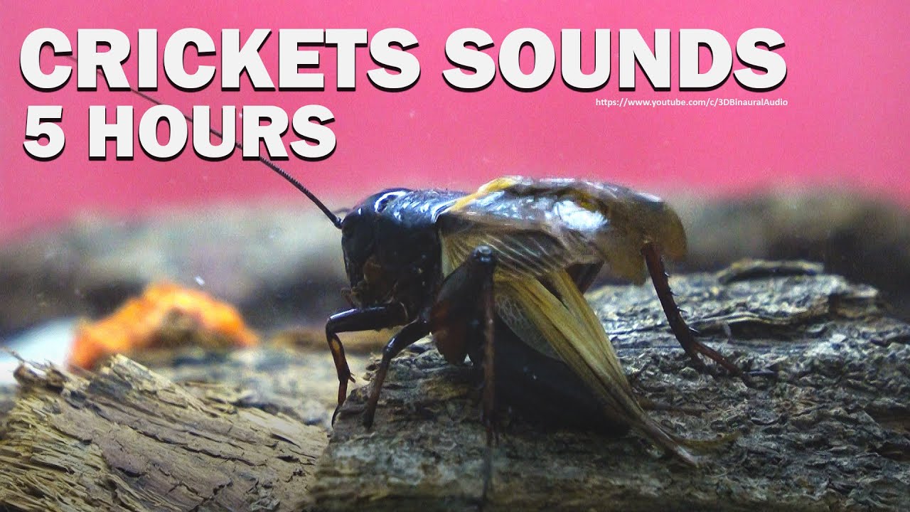 Cricket Chirping Sounds - HQ Audio - Gryllus, Stridulation - YouTube