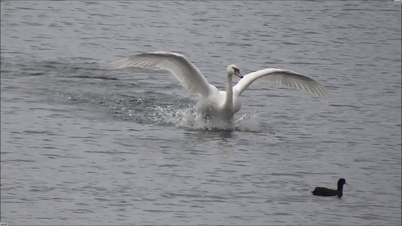 Swan, take off and landing. - Slow motion. - YouTube
