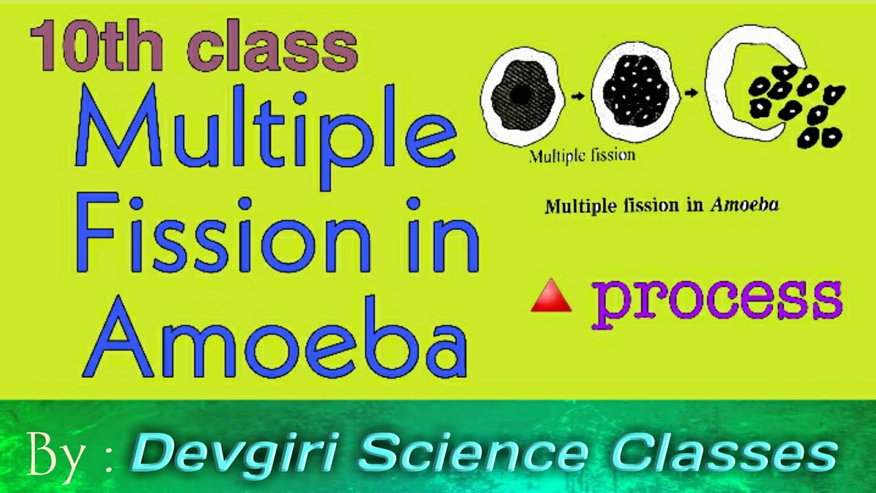 Multiple Fission in amoeba || 10th || mh board - YouTube