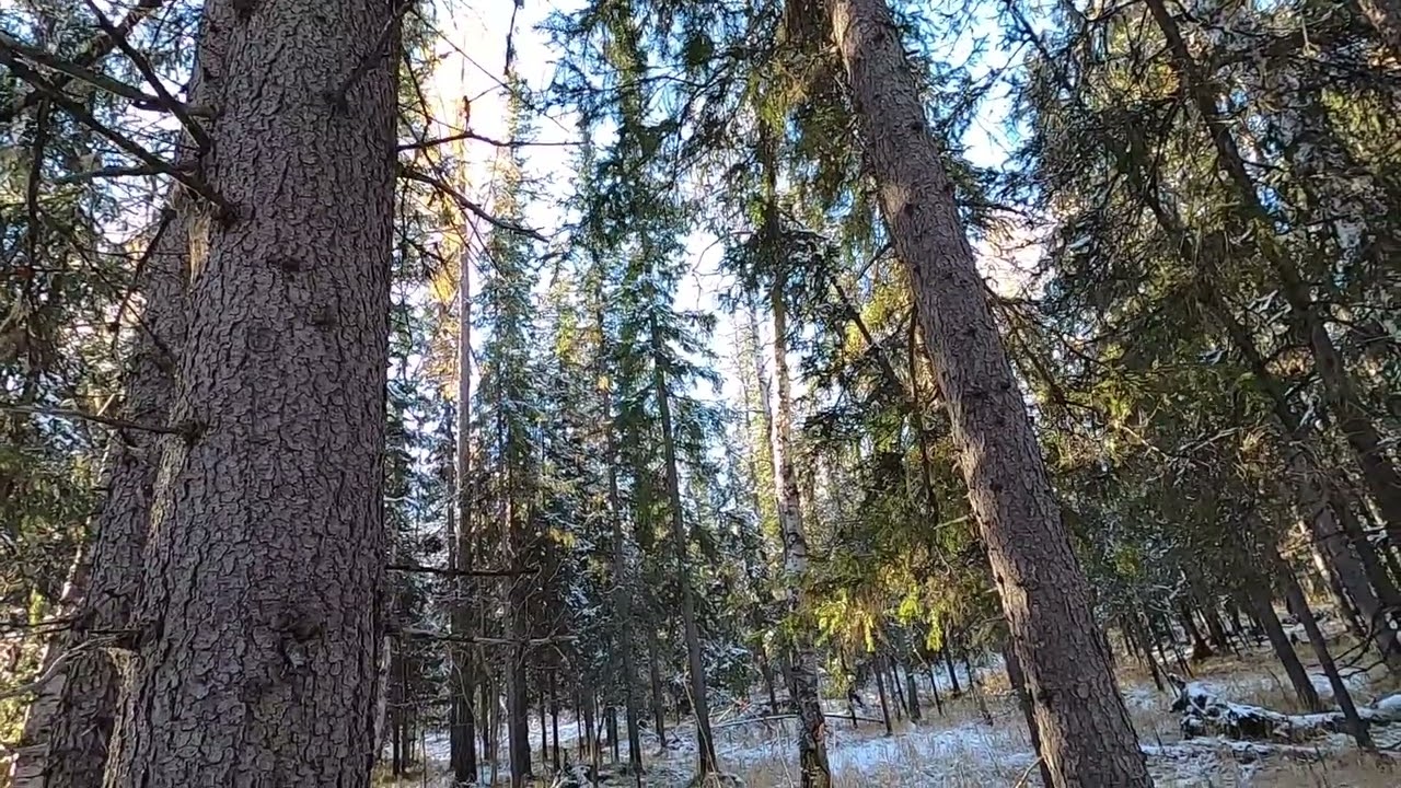 Осенняя тайга!Охота на рябчика.Autumn taiga!Hunting for hazel grouse ...