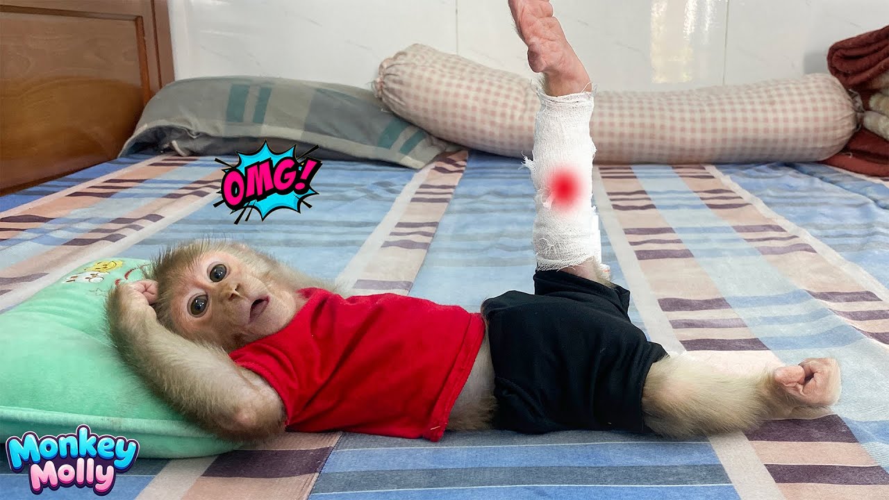 Monkey Molly’s leg suddenly gives her trouble. What’s going on? - YouTube