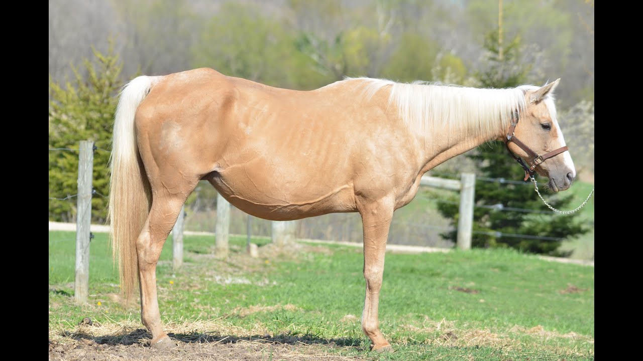 Sunny Blue Skys & Chester ~ 2007 APHA, AQHA, PtHA, PHBA Mare ~ 5/4/2025 ...