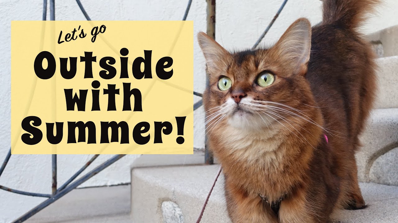 Cat Training Outside with Somali Cat Summer - YouTube