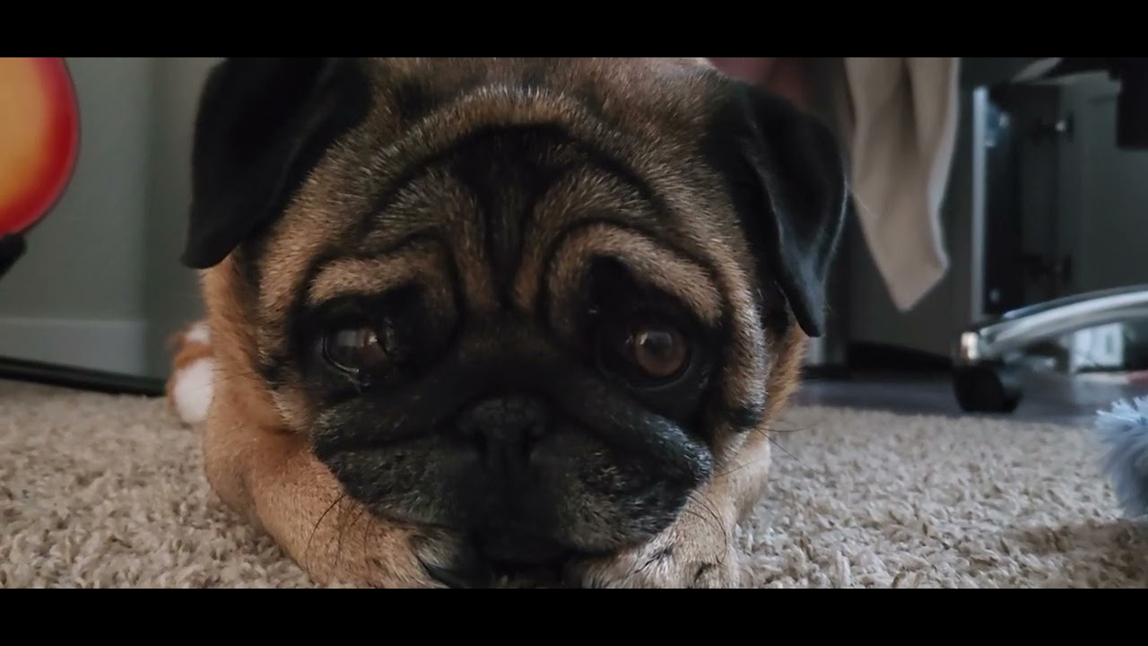 Pug grooming his toes! #Pug #cute #dogowner #doglover - YouTube