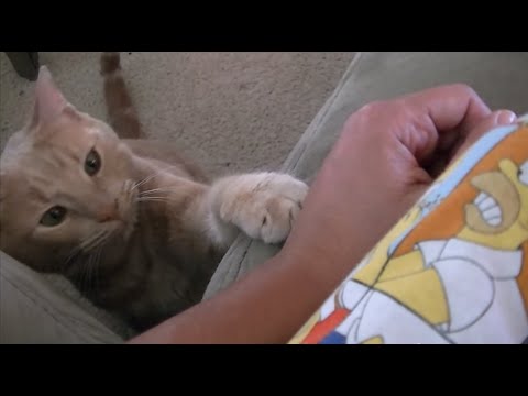 One of the most Polite Cats - YouTube