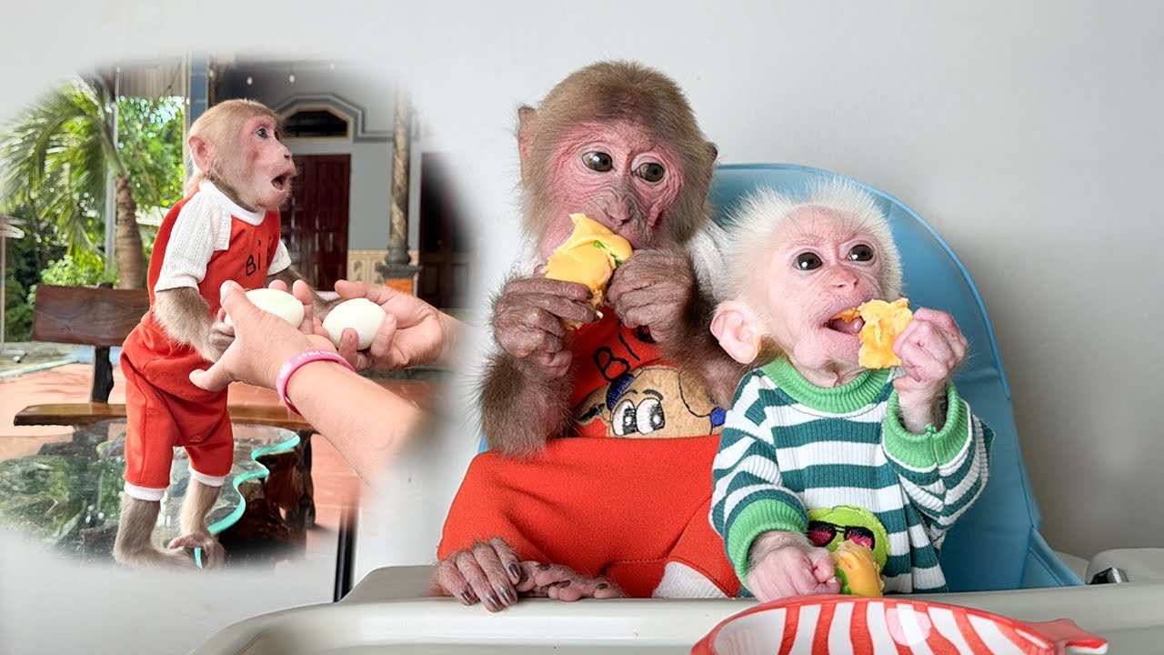 Bibi takes care of Lala and makes good relationships with the neighbors! - YouTube Music