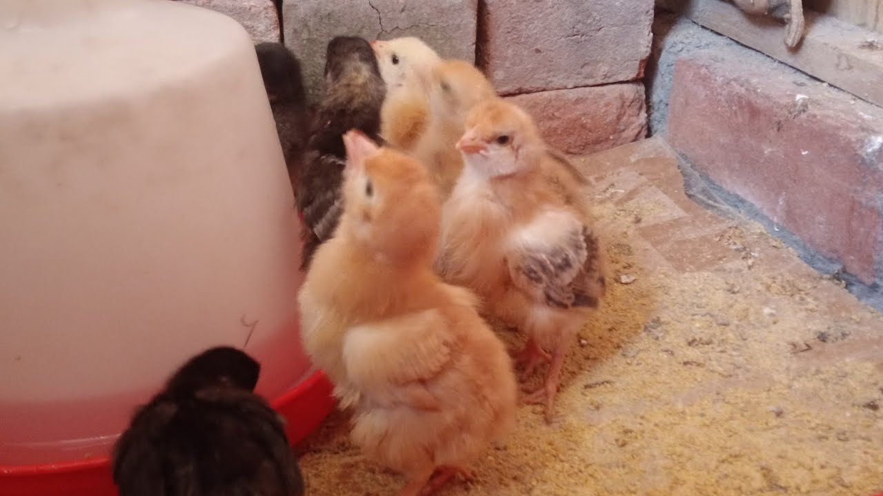 Consejos para que no fracasar criando pollitos bebes en casa - YouTube