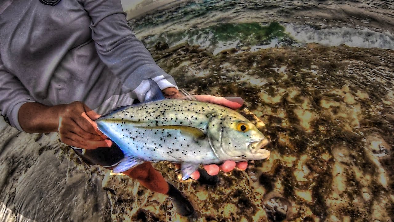 Small Papio Action Hawaii Fishing Omilu - YouTube