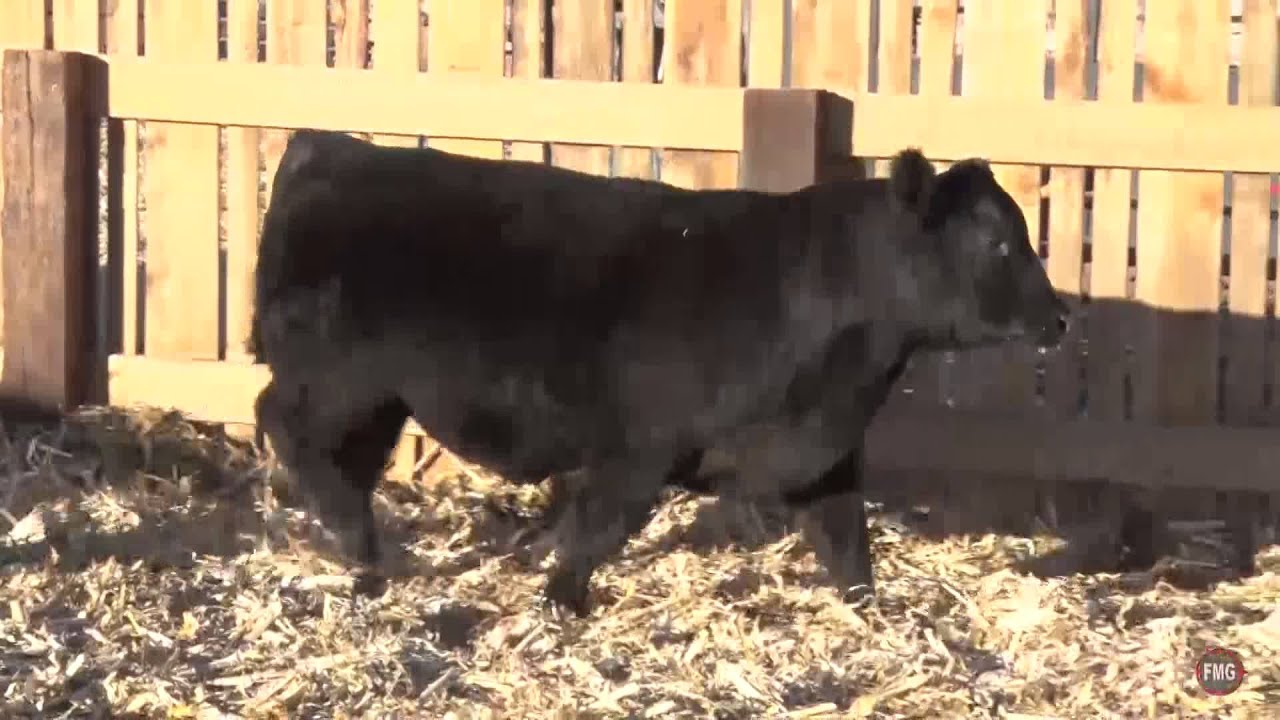 Arrow Crown Angus Bull Sale 2015 Tag 4003 - YouTube