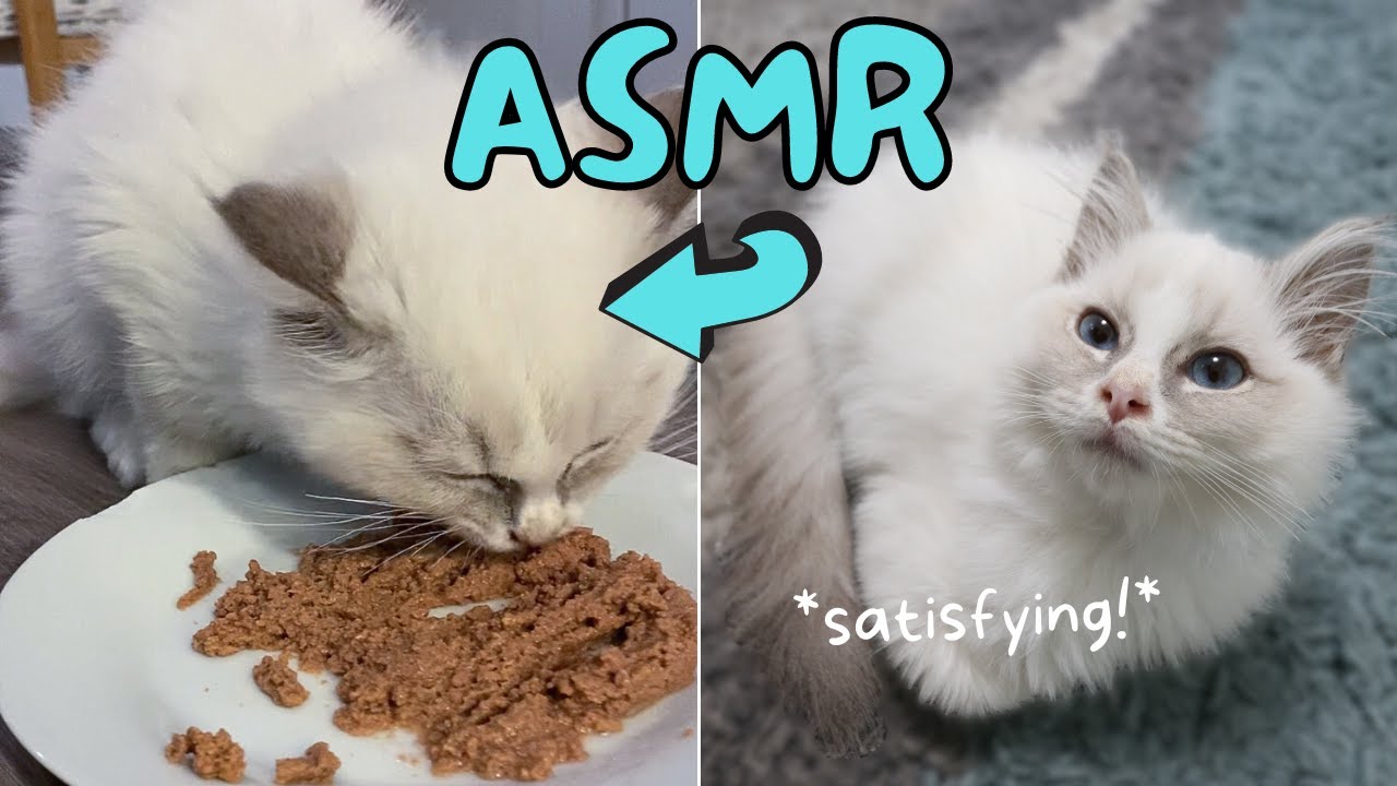 ASMR Cat Eating Wet Food (Ragdoll Kitten ASMR) - YouTube