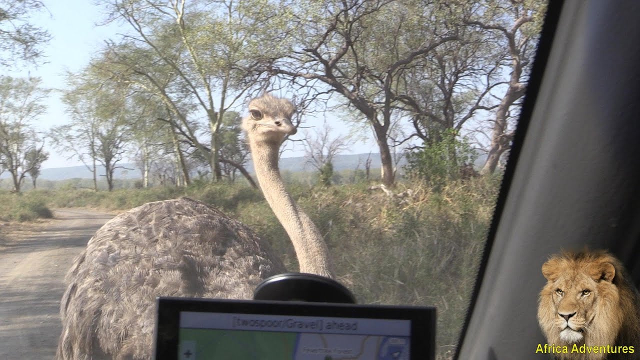 Ostrich Attacks Car - YouTube