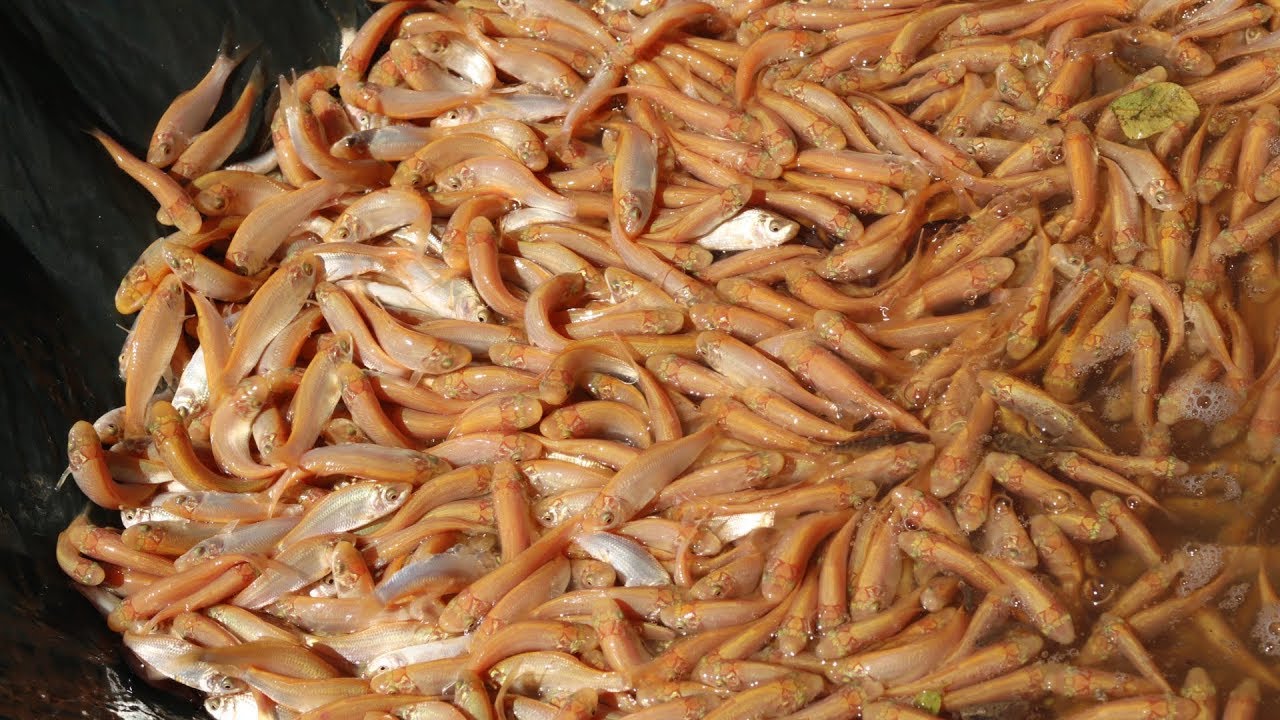 Red color rohu fish farm - YouTube