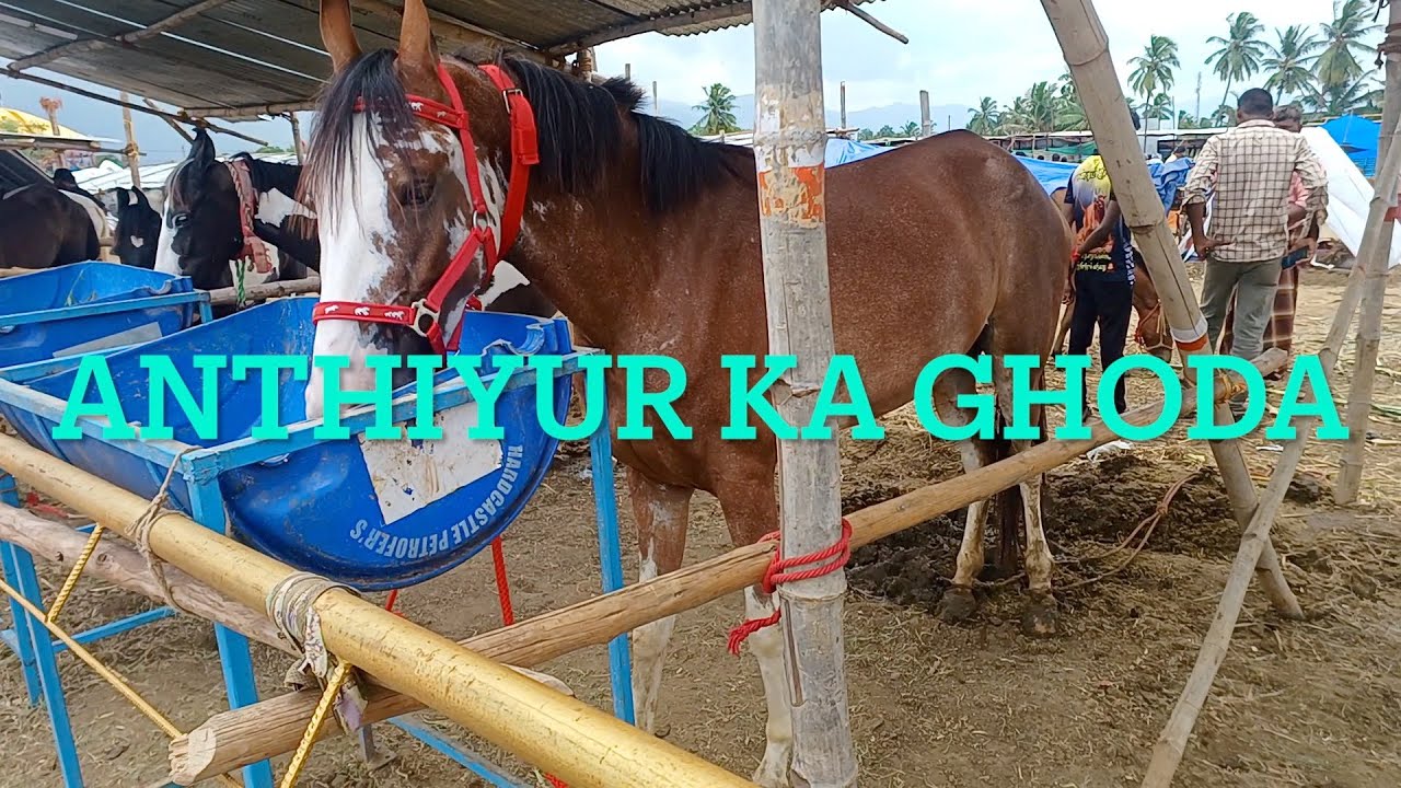 Anthiyur Horse market | Watch the fancy birds and animals that are ...