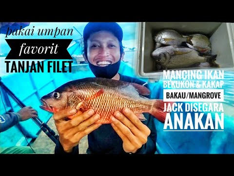 Mancing MJ/mangrove jack di Segara Anakan cilacap||kakap bakau segara ...