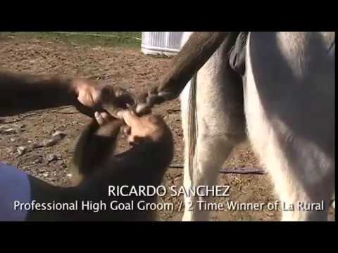 How to Tie a Tail | Ricardo Sanchez