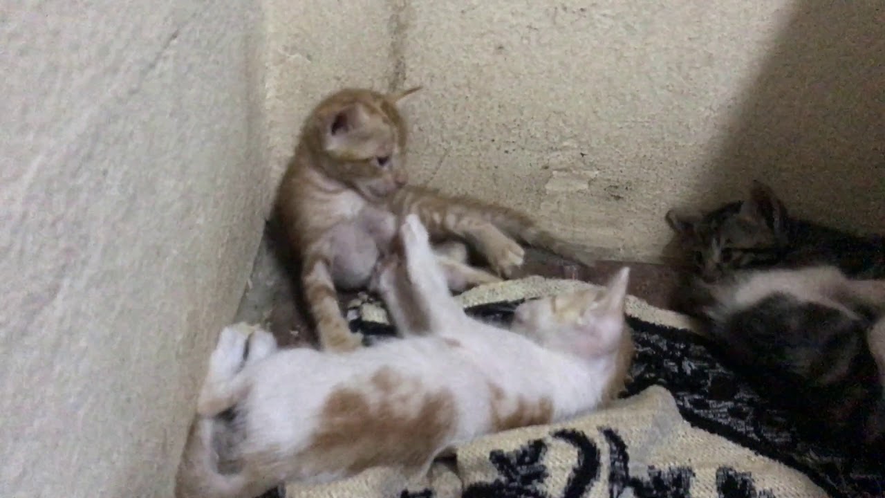 cute kittens video - YouTube