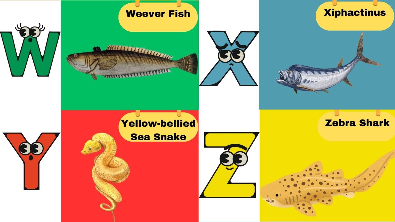 ABC Sea Animals Song | Explore Marine Life A to Z 🐟🎶 | #abcd #kids ...