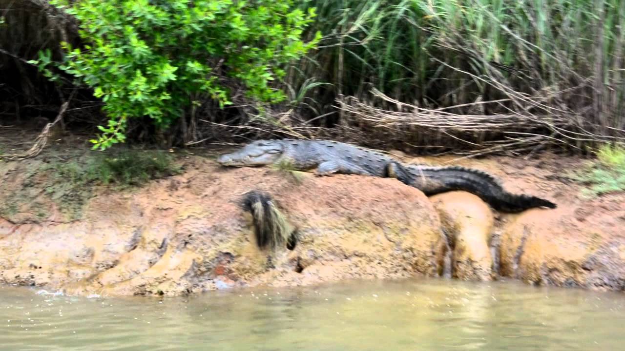 COCODRILO DE AGUA SALADA GIGANTE EN EL CANAL DE PANAMA - YouTube