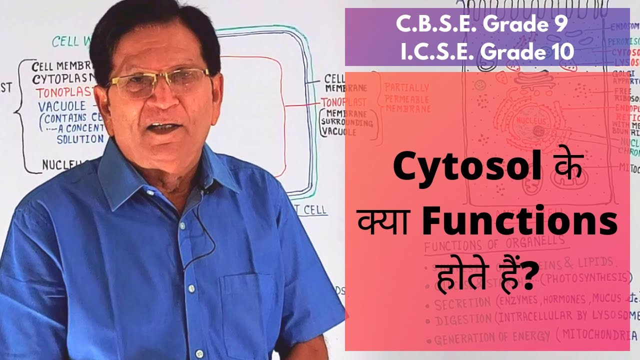 Functions of Cytosol || Grade 9 & 10 Biology - YouTube