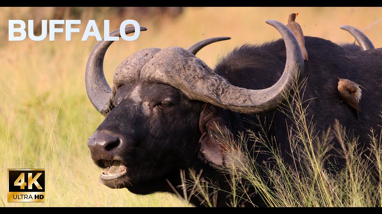 Buffalo Relax Before Sunset #tranquility #4k #buffalo #relaxing - YouTube