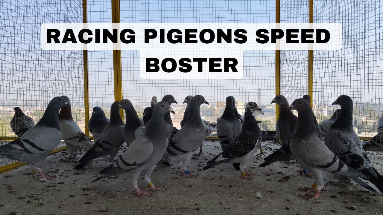 RACING PIGEON SPEED BOSTER - YouTube