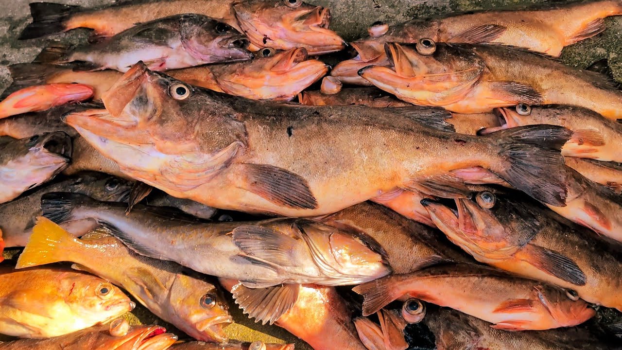 Lemon Pepper Fish Sandwich (Catch and Cook) | 50 Fathom Deep Sea ...