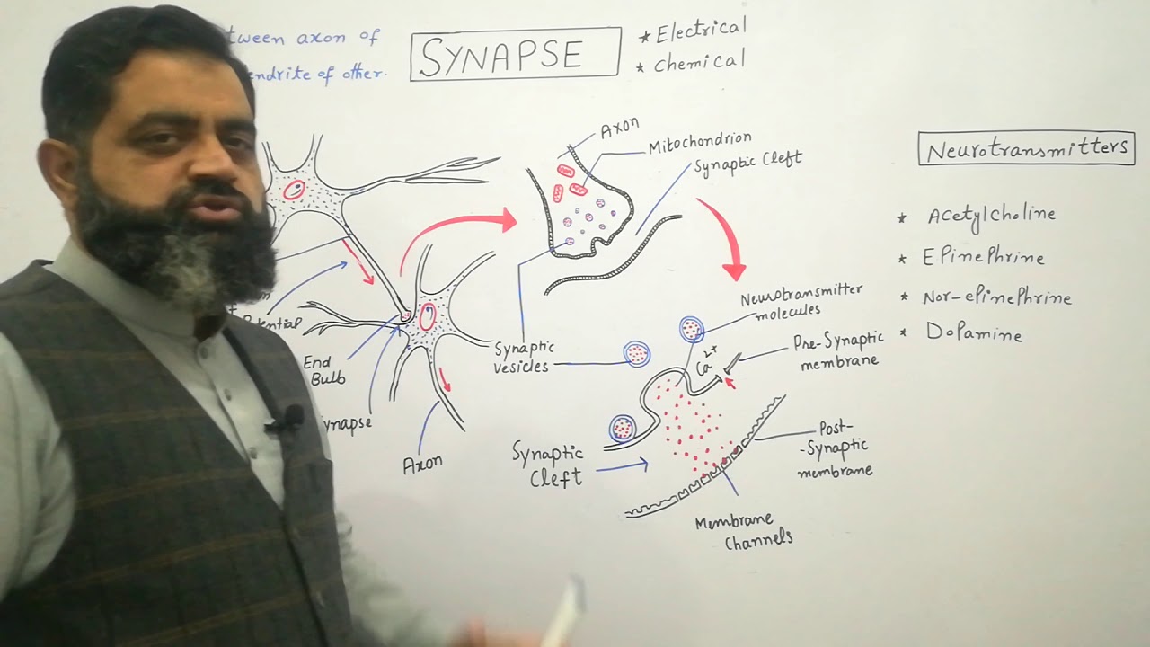 Synapse Urdu /Hindi medium @prof.masoodfuzail| Neurotransmitters|Structure of Synapse - YouTube