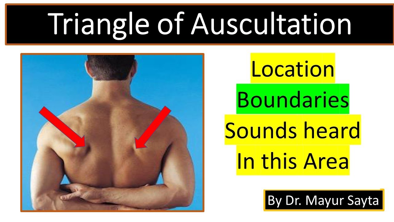 Triangle of Auscultation - YouTube