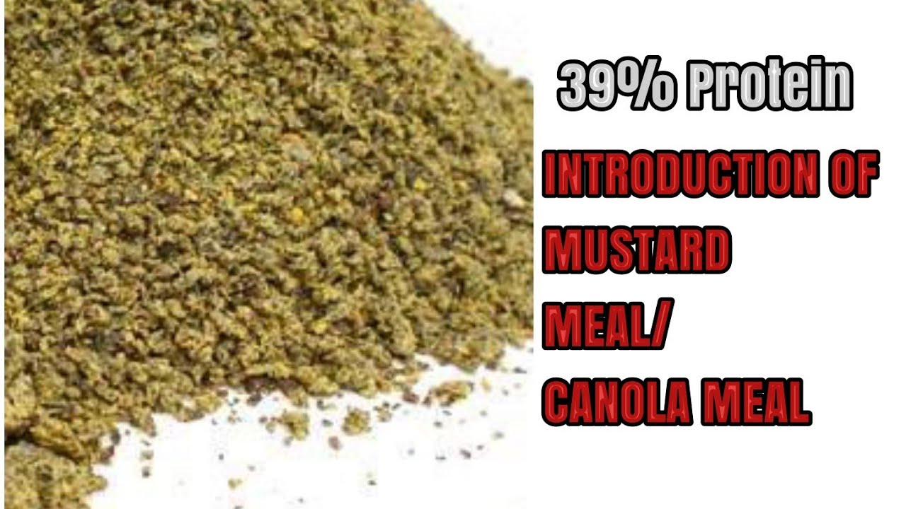 INTRODUCTION OF CANOLA MEAL || SOURCE OF PROTIEN || F&F - YouTube