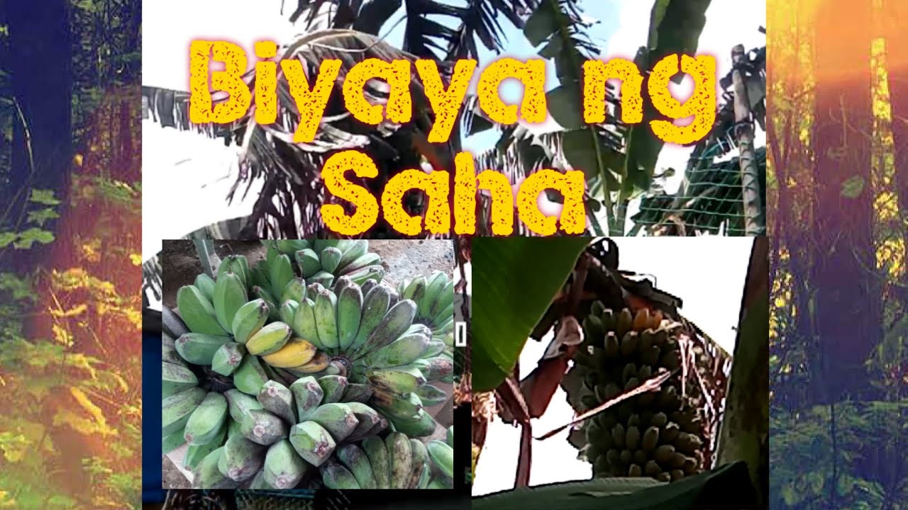 Kuha muna tayo ng biyaya ng saha | Native Saging na Saba #farming # ...