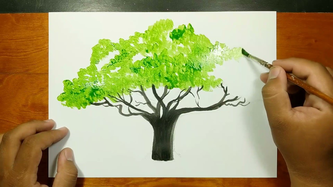 Acacia Tree Drawing