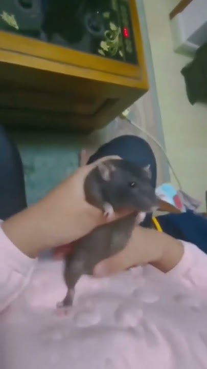 the rat!!! #rat #cute #funny #sillypets #memes #rats #shorts - YouTube