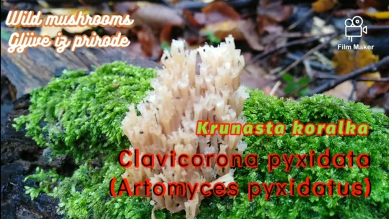 Krunasta koralka, Clavicorona pyxidata (Artomyces pyxidatus) - YouTube