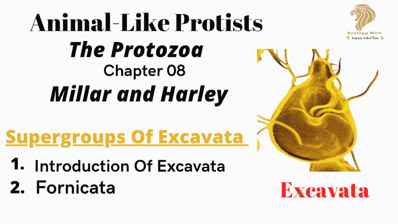 Supergroup Of Excavata; Fornicata | Animal-like Protists; The Protozoa ...